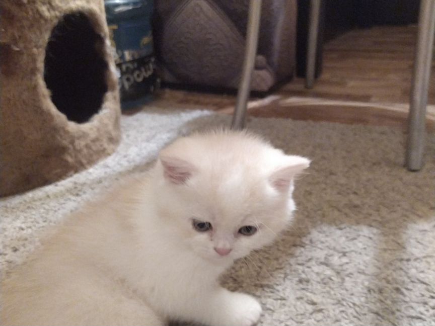 Шотландские котята