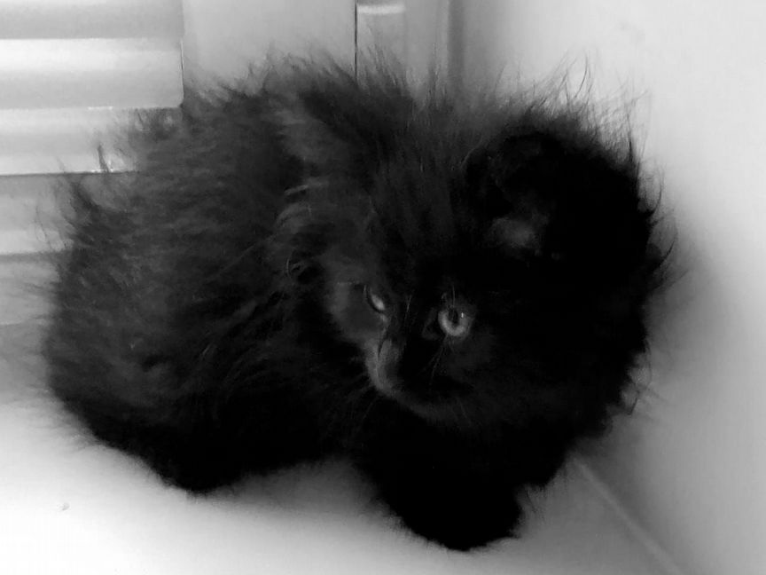 Сибирская Ночка