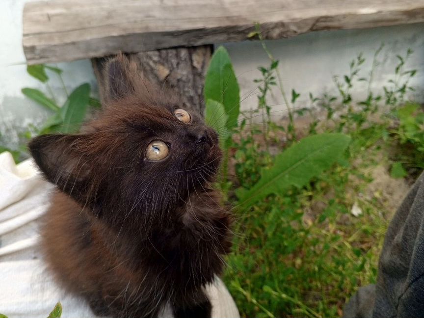 Котёнок в добрые руки