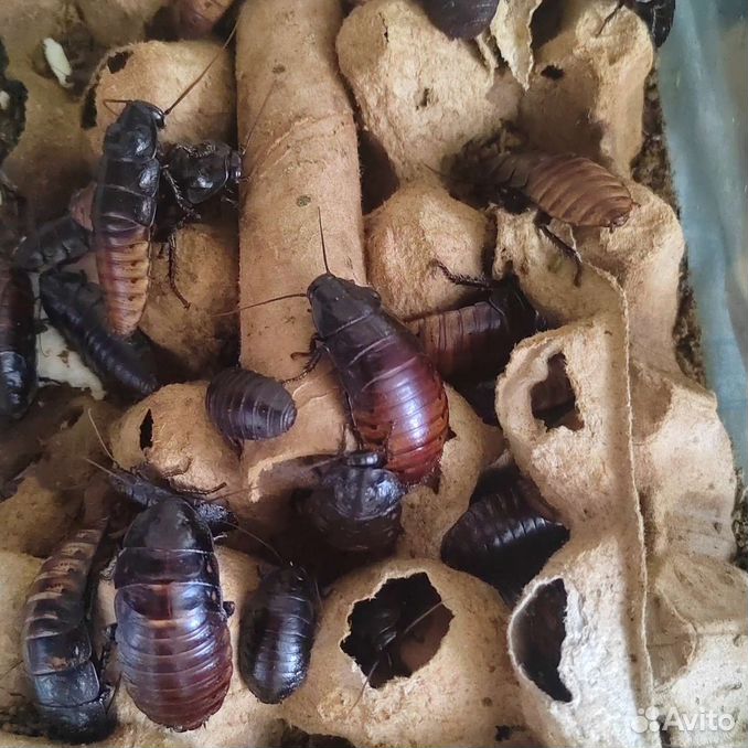 Мадагаскарские тараканы