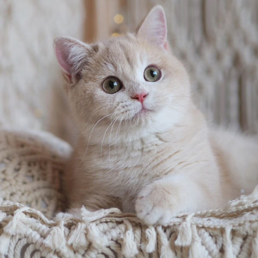 Британские котята