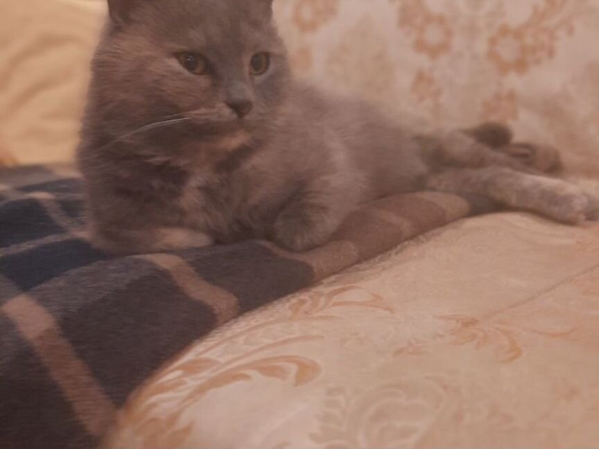 Кошечка мраморного окраса