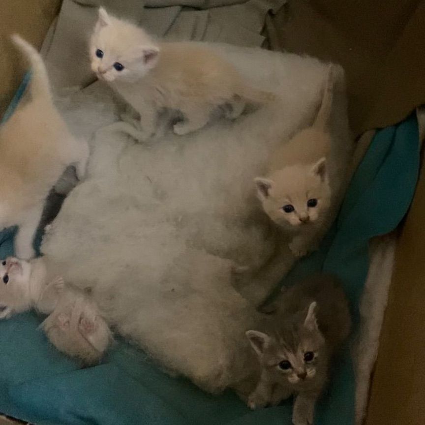 Котята в добрые руки