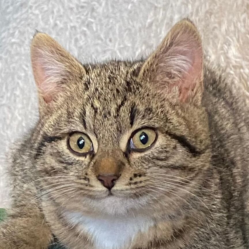 Котенок стерилизованный