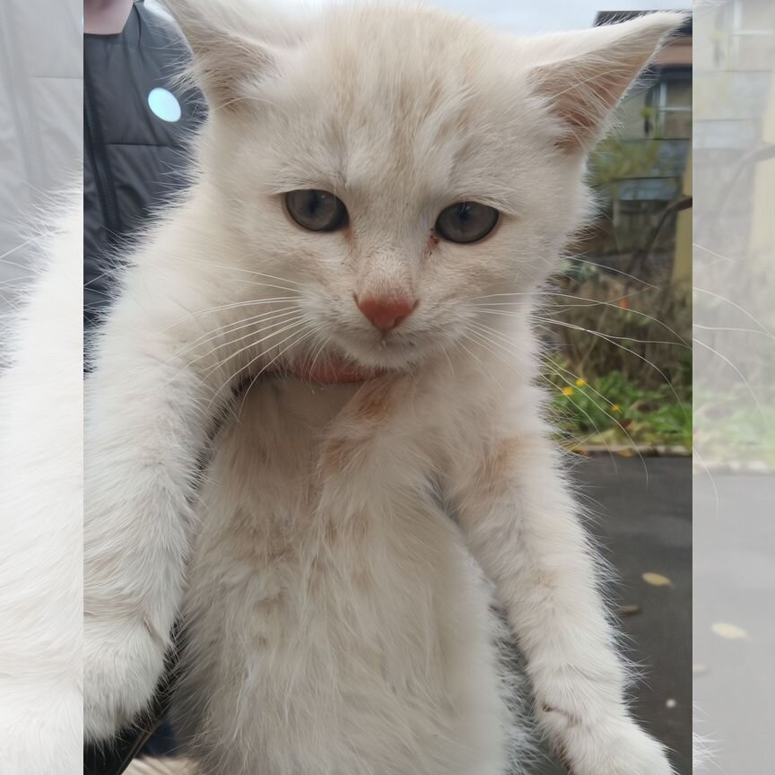 Котёнок в добрые руки