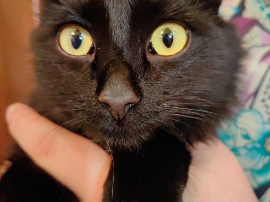 Котик