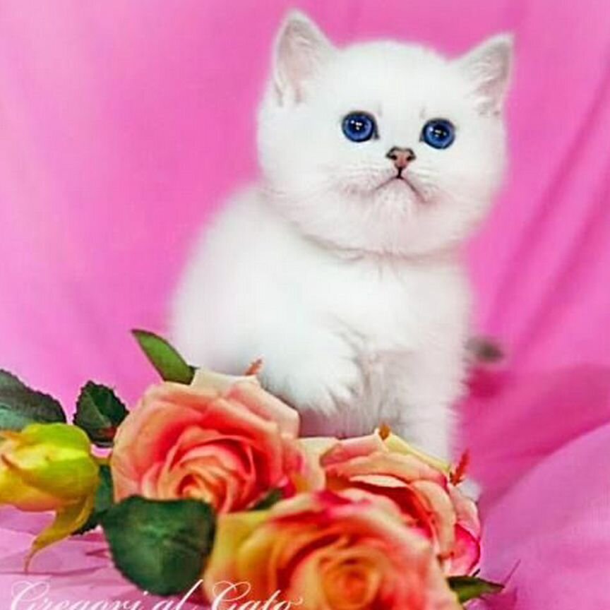 Британский короткошёрстный котёнок