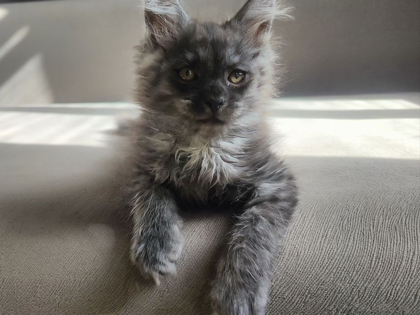 Альф, брутальный Мейн Кун