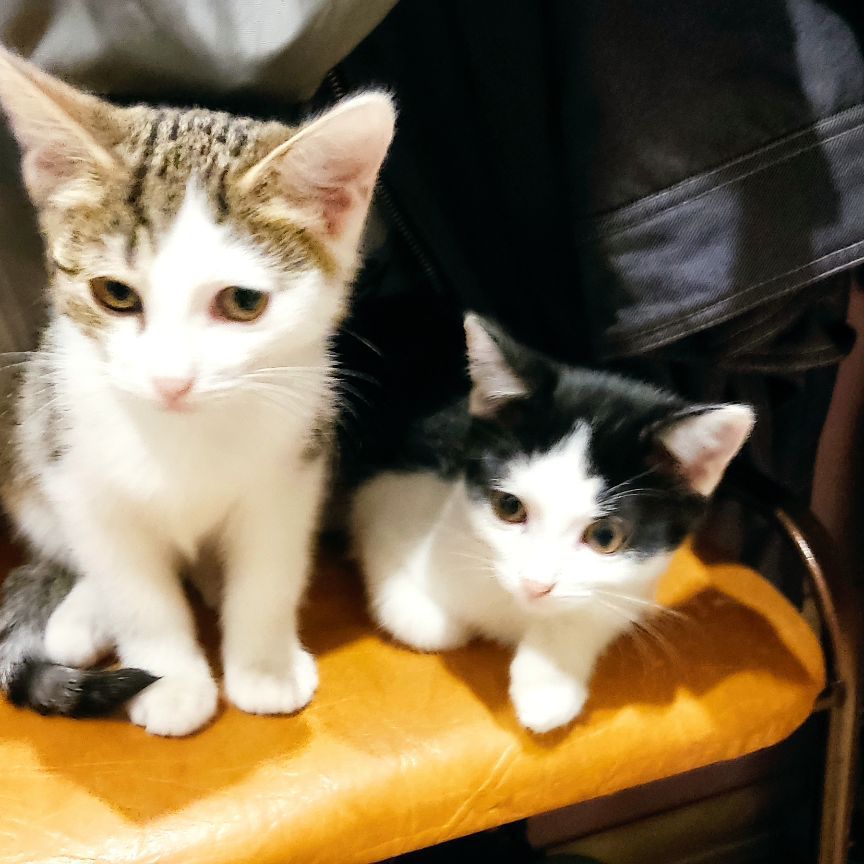 Котята в добрые руки бесплатно девочка