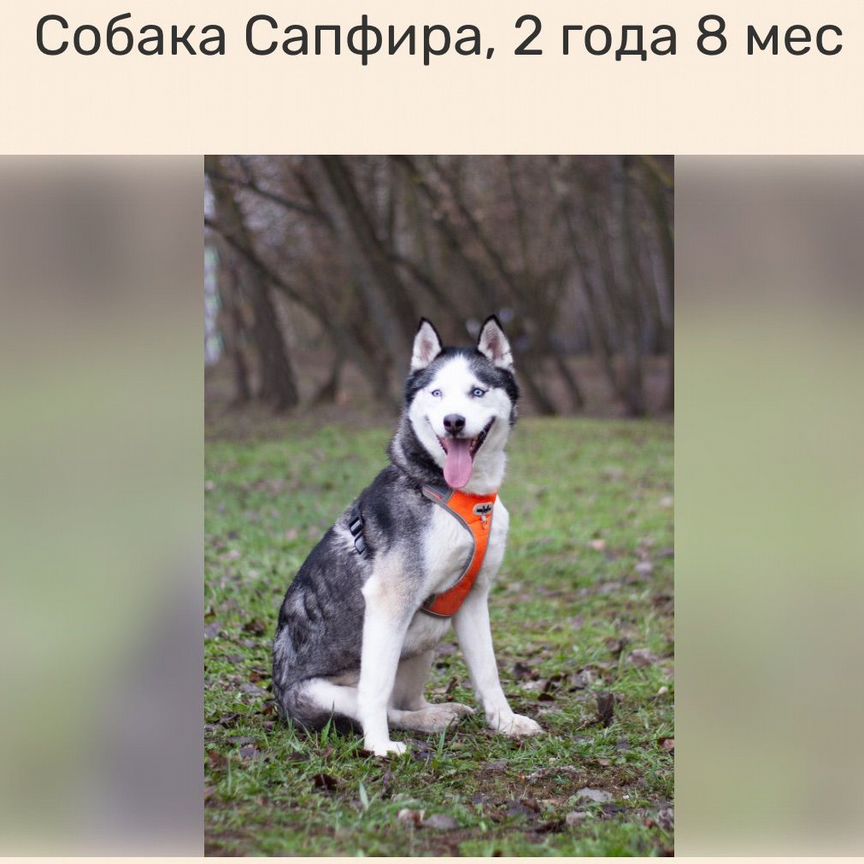 Собачка в добрые руки