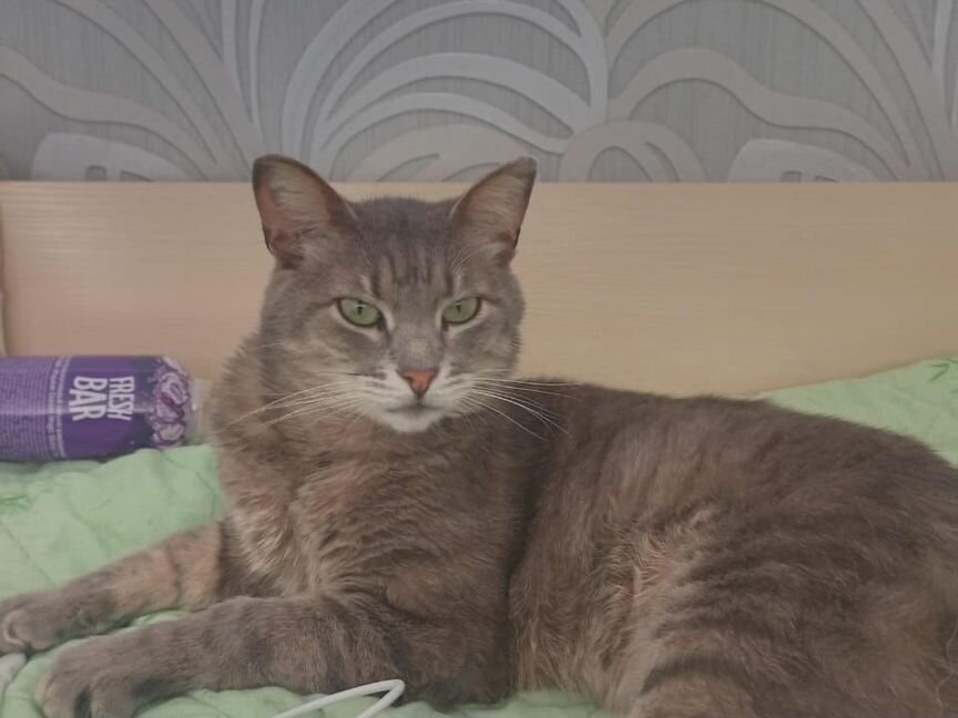 Котик в добрые руки