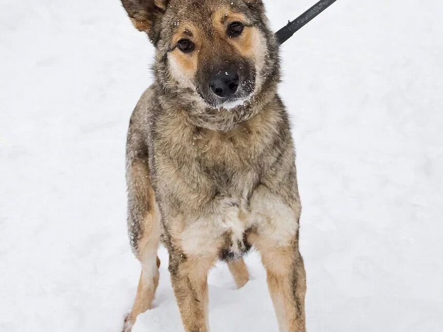 Буду твоим песиком собака в добрые руки