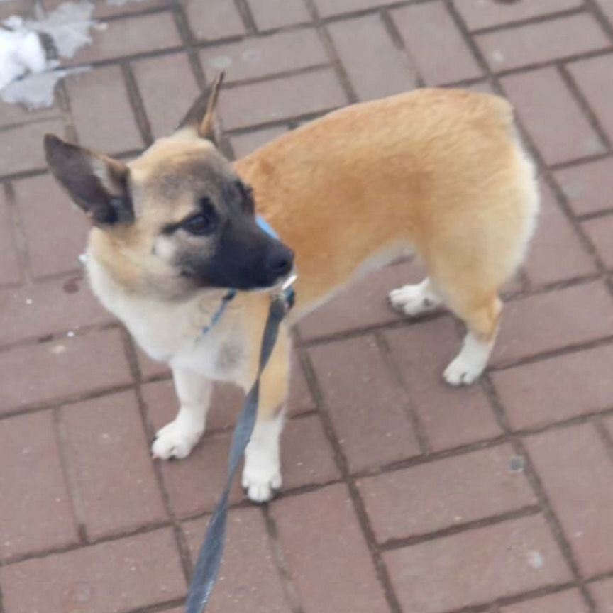 Собака в добрые руки