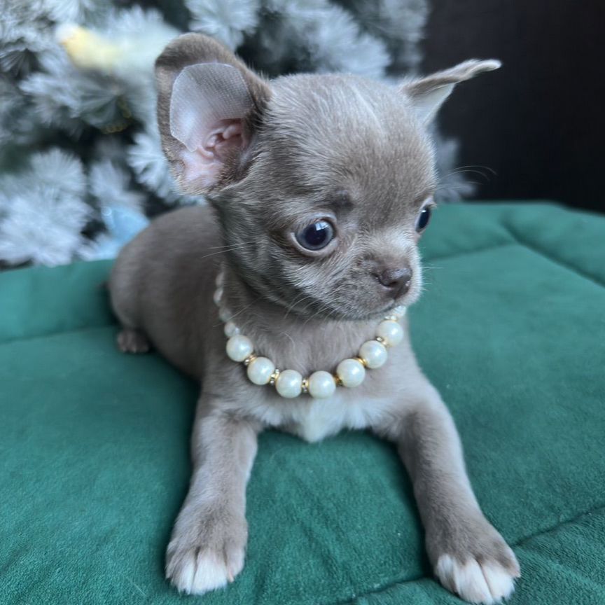 Чихуахуа, щенок