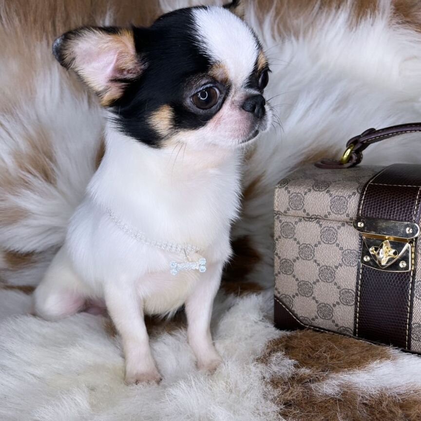 Чихуахуа Мальчик Экзот РКФ