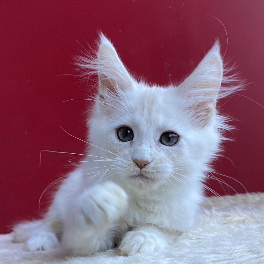 Шило в попе