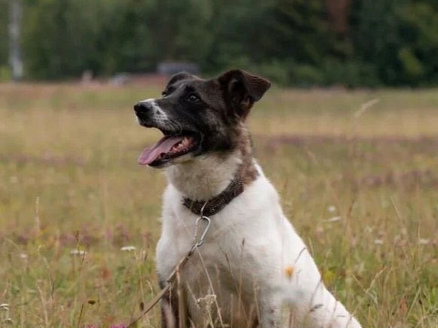 Неспешный Генри растопит ваше сердце