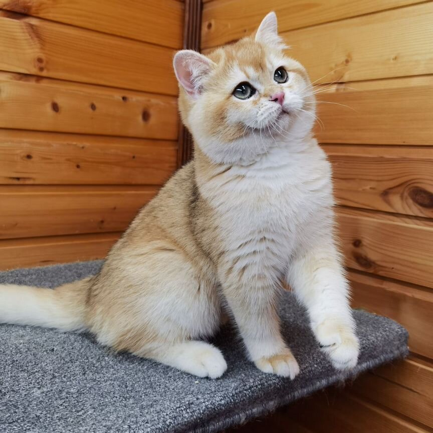 Британский золотой котенок