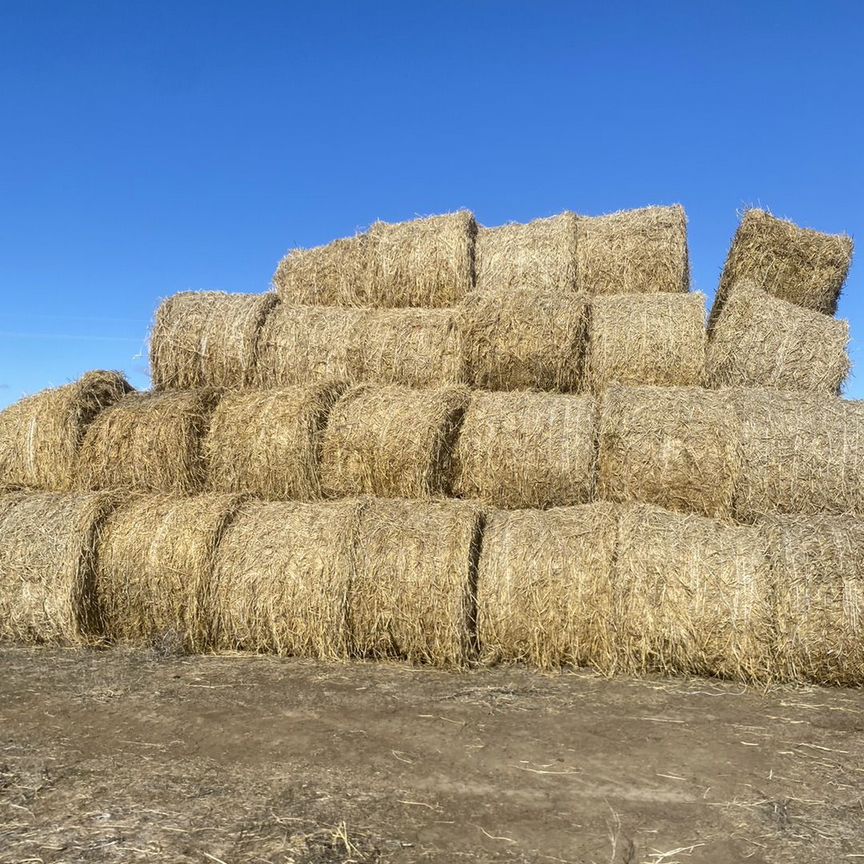 Солома рисовая