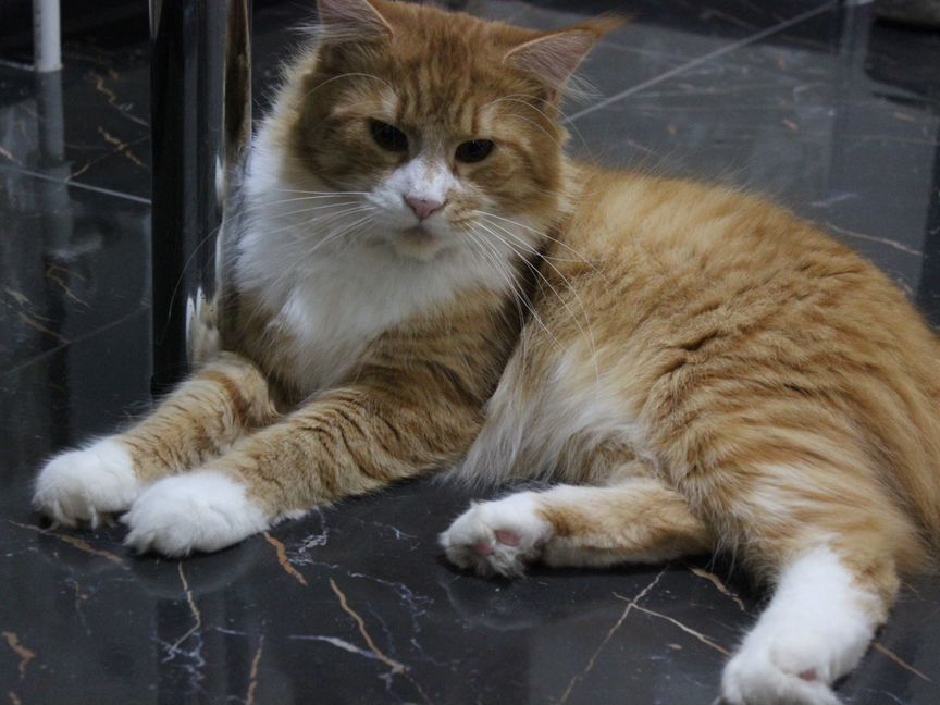 Вязка 2 кота мейн куна