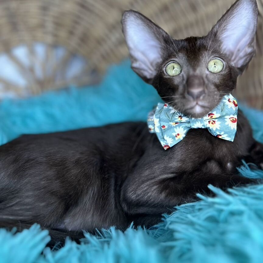 Ориентальный котёнок