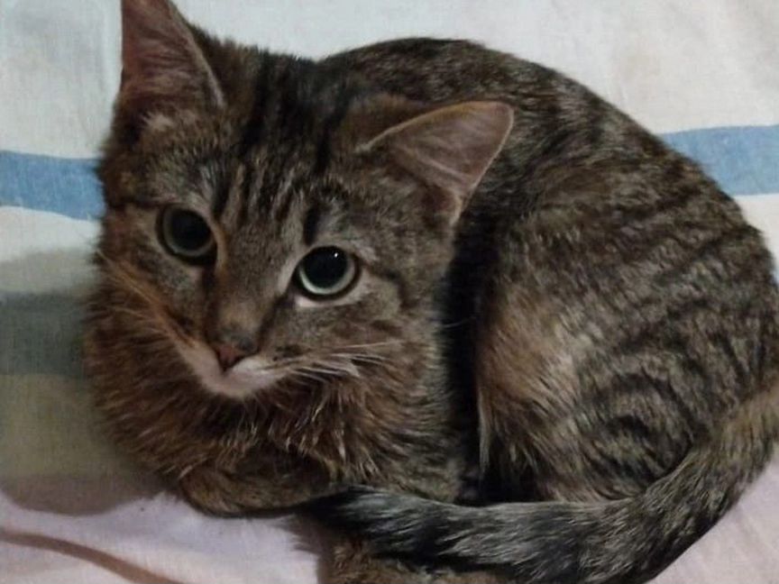 Молодая кошечка ищет дом