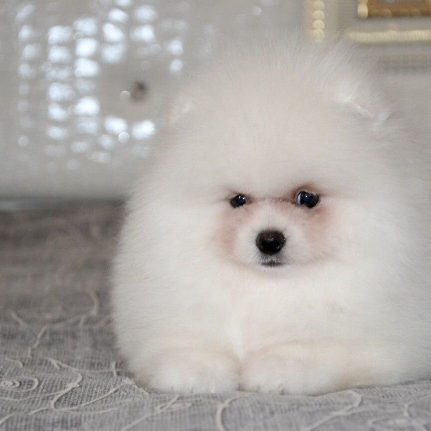 Померанский шпиц, щенок