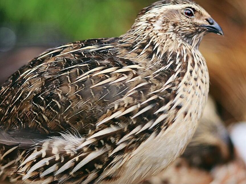 Эстонские перепела