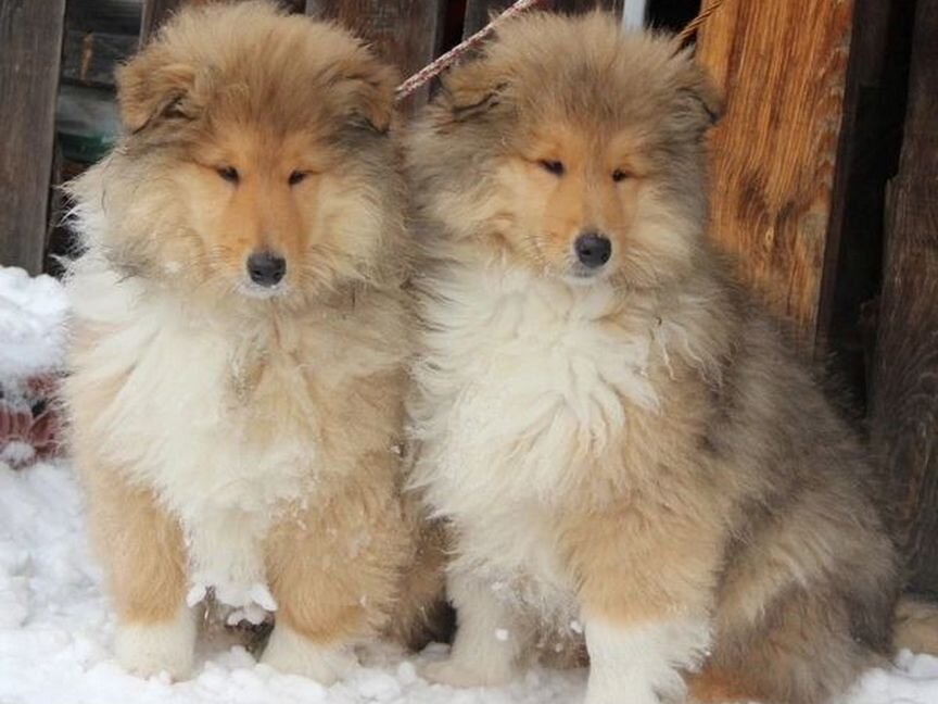 Колли