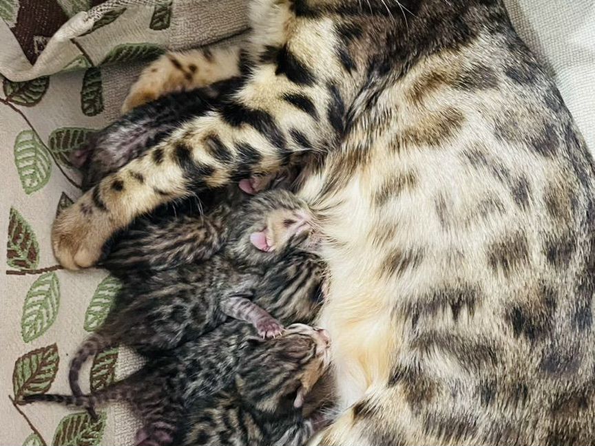 Бенгальские котята