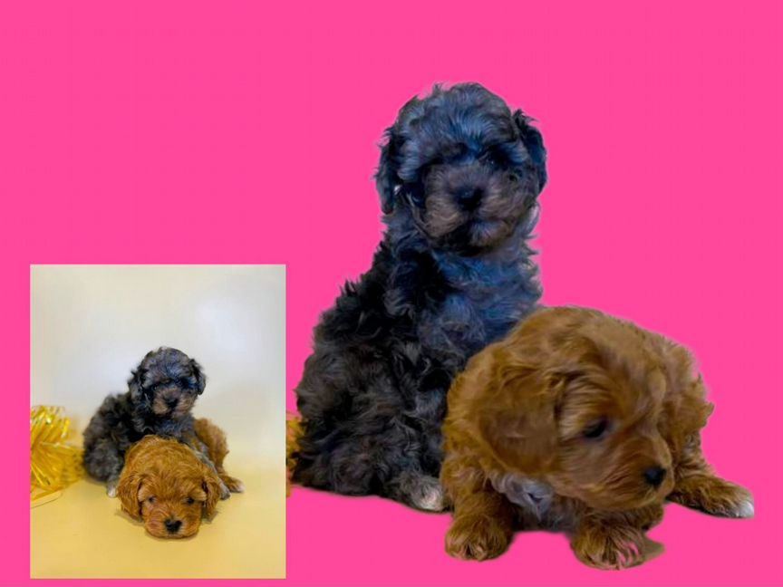 Micro Maltipoo