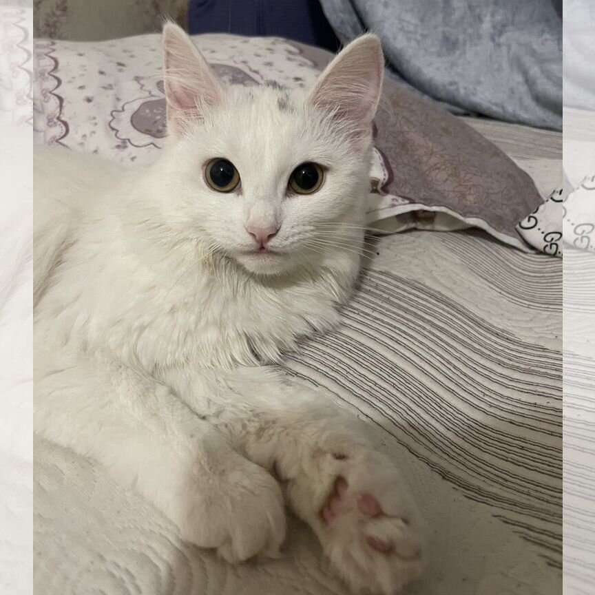 Турецкая ангора котёнок