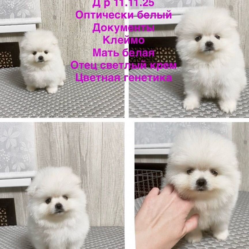 Померанский шпиц, щенок