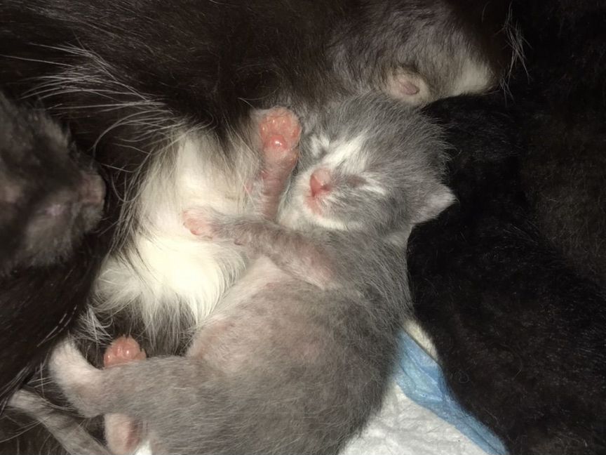 Котята в добрые руки
