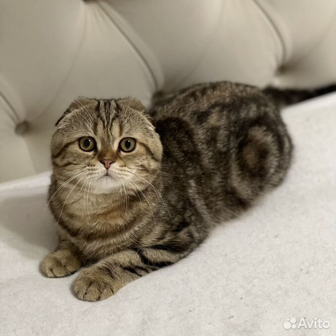 Шотландский мраморный котик