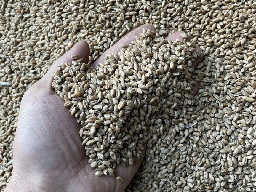 Зерно пшеница