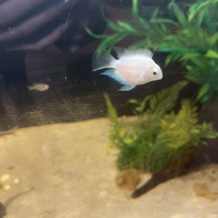 Аквариумные рыбки