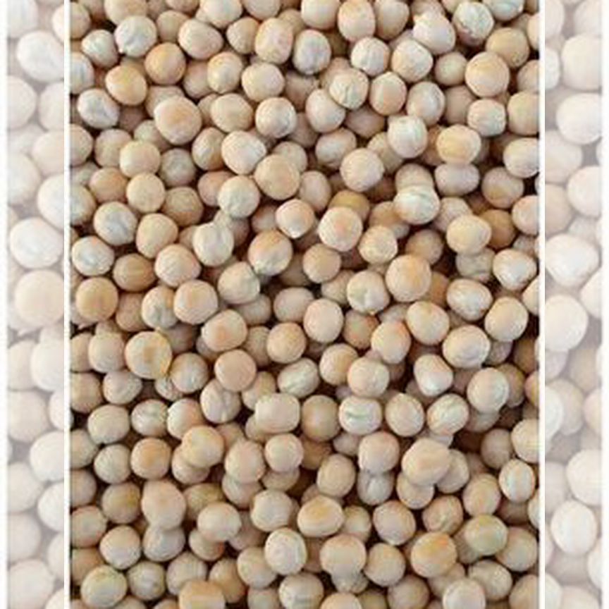 Горох продовольственный