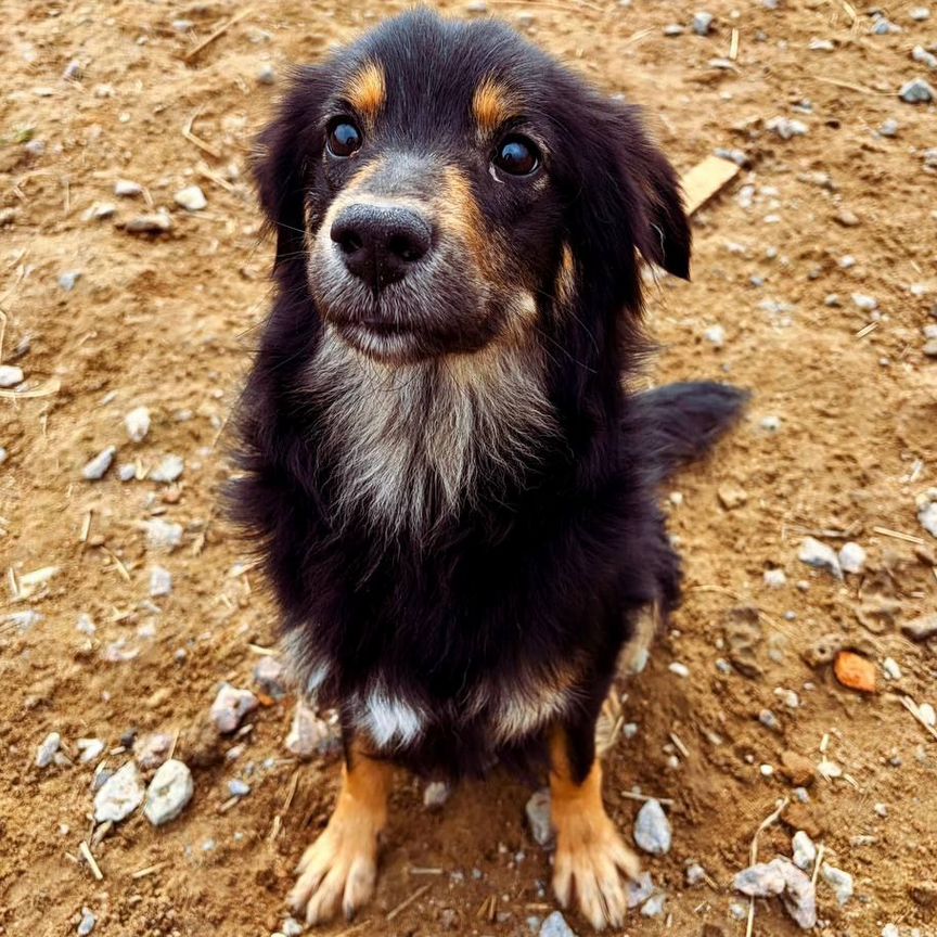 Взрослый пёс в добрые руки