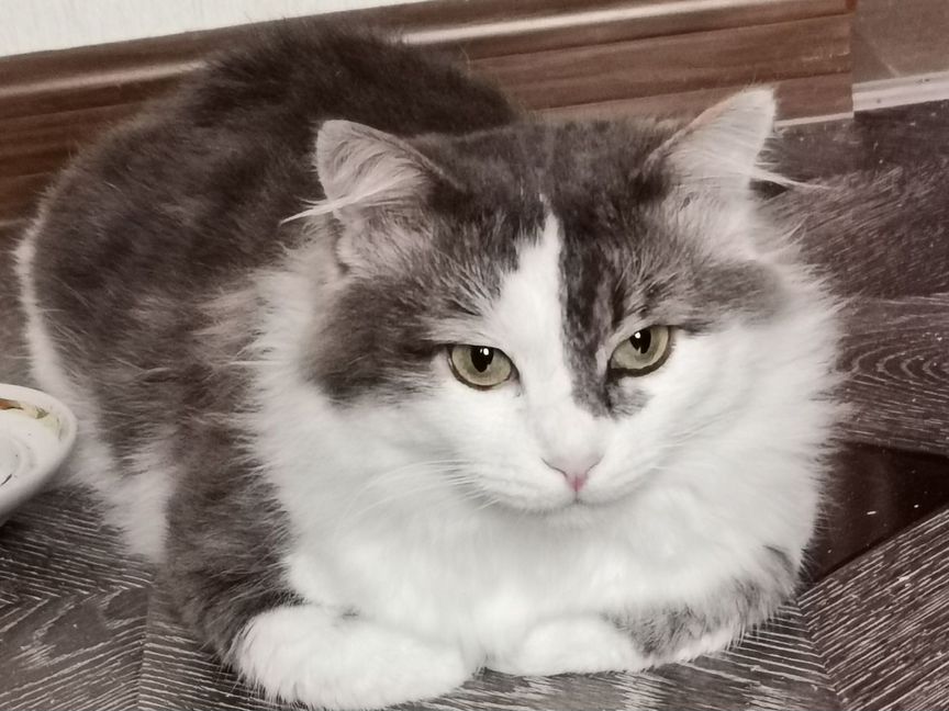 Котик с шерсткой как у ангорского кролика