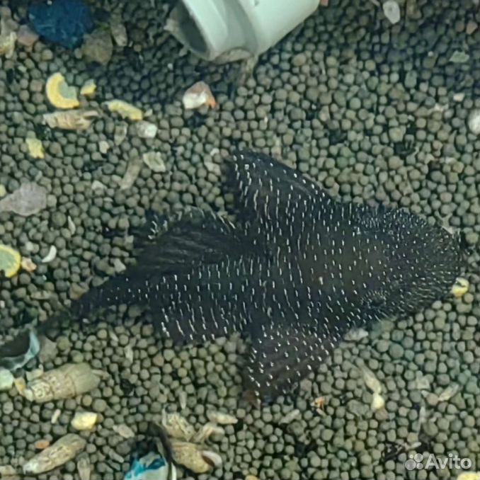 Анциструс l181 звездочный