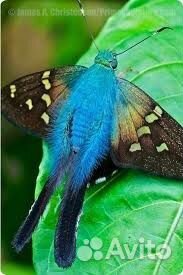 Живые тропические бабочки parnassius Latreille