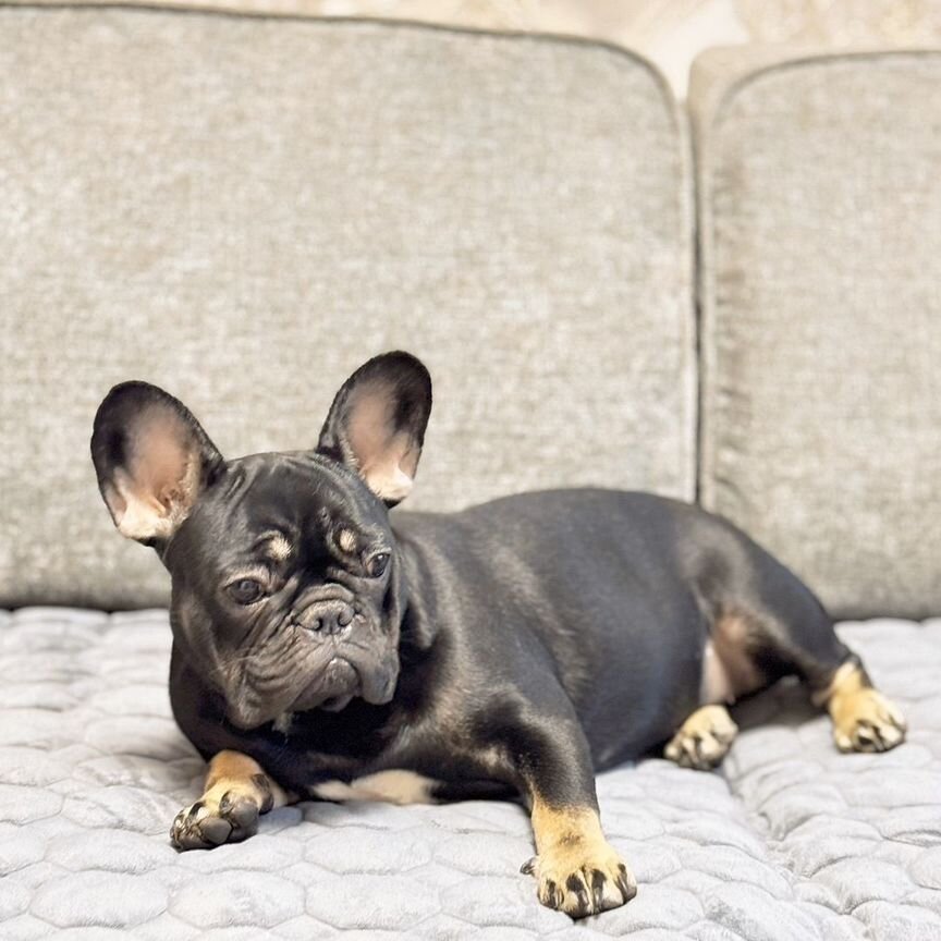 Французский бульдог