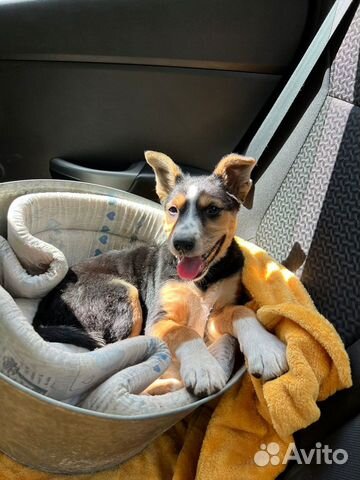 Щенок в добрые руки