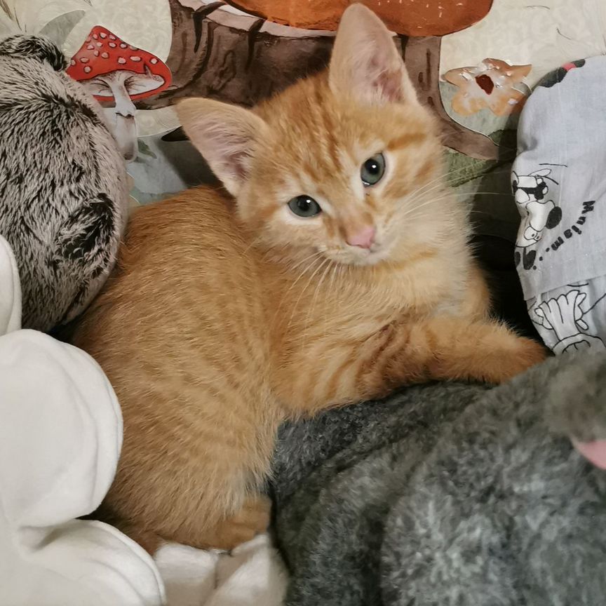 Ласковая рыжая кошечка в добрые руки