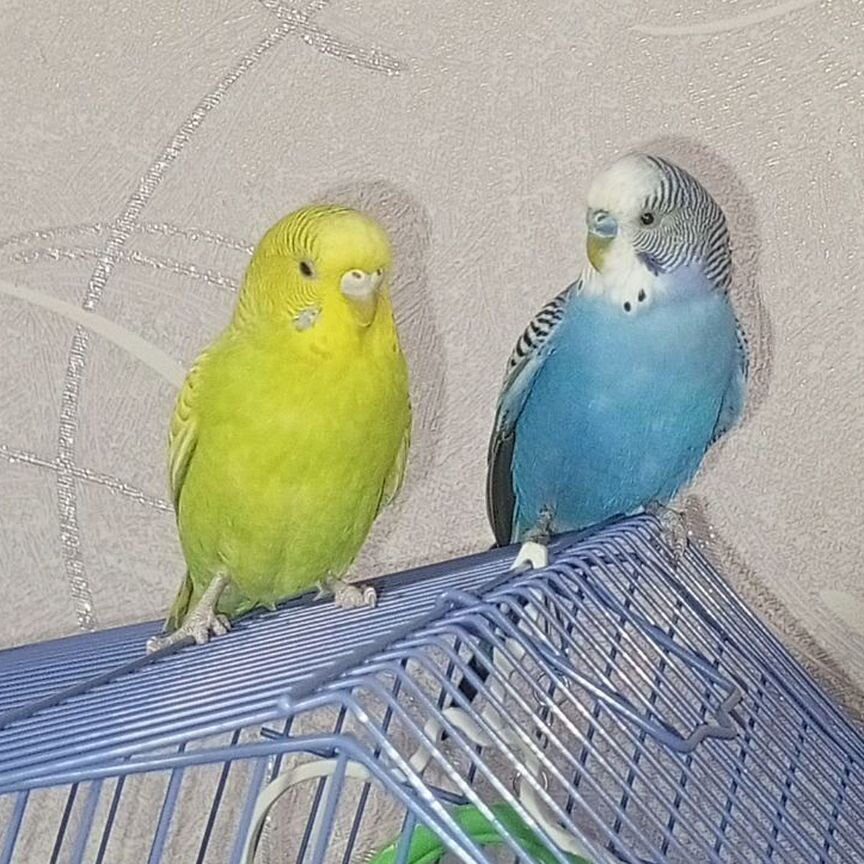 Волнистый попугай с клеткой