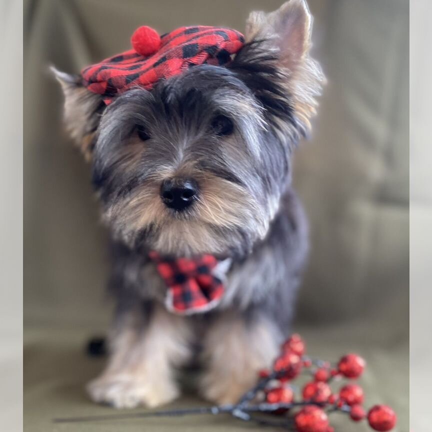 Йоркширский терьер, щенок