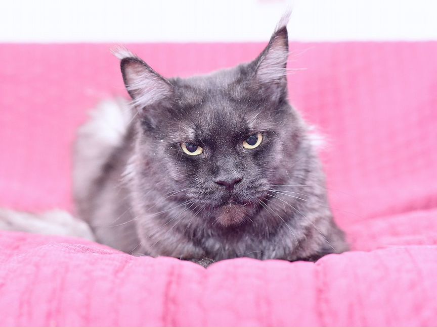 Котенок мейнкун девочка
