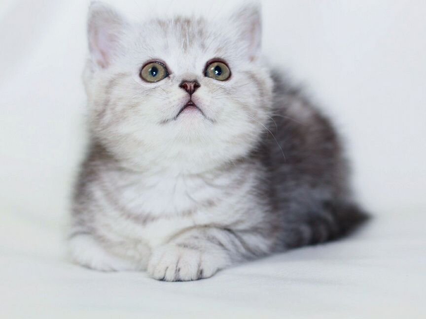 Нежная леди