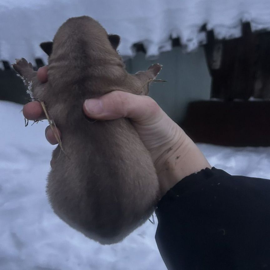 Сибирский хаски, щенок